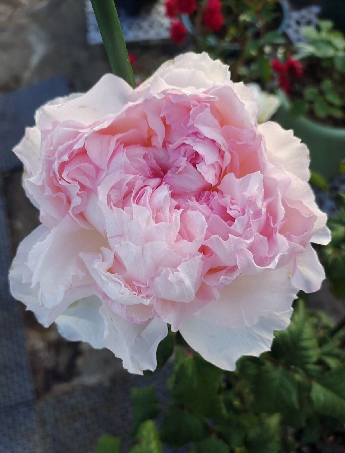 Rose ‘ M-Perzik｜M－ペルジーク | 佩尔朱克 – Kisaki Plant